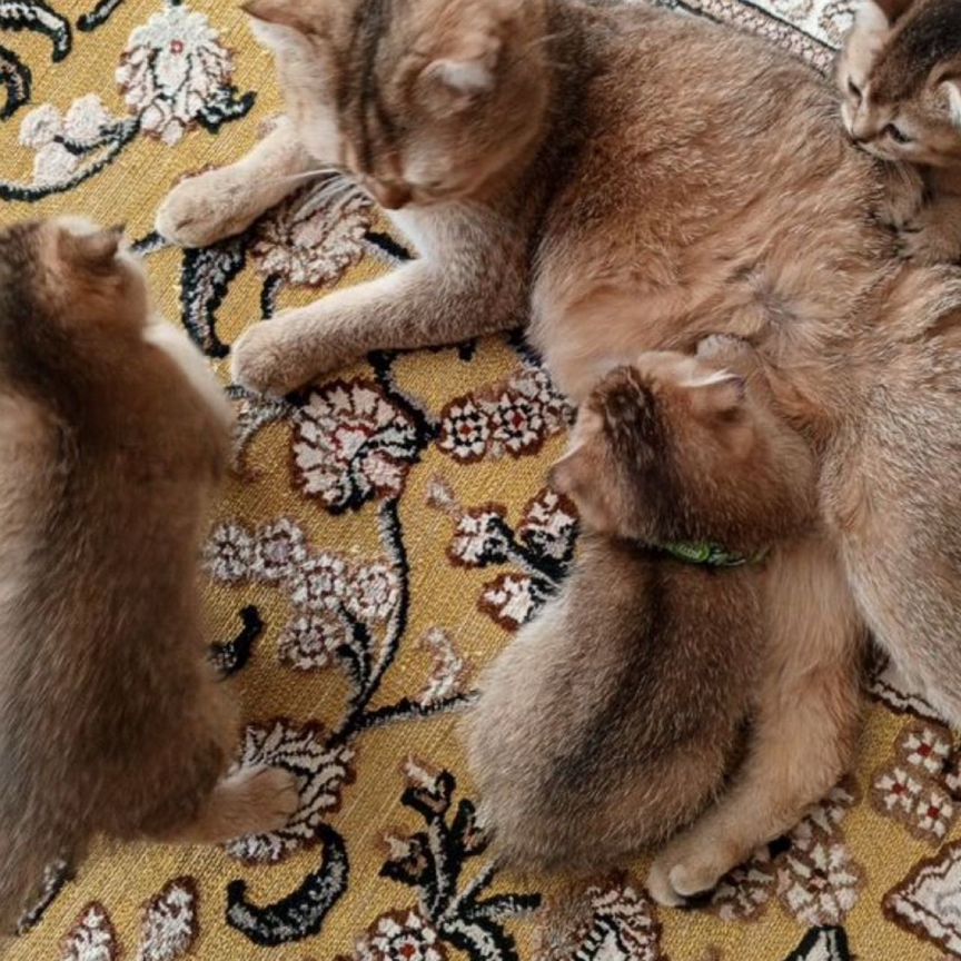 Котята