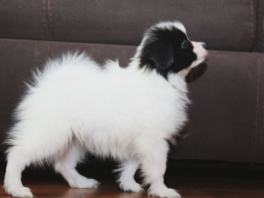 Мальчик фален