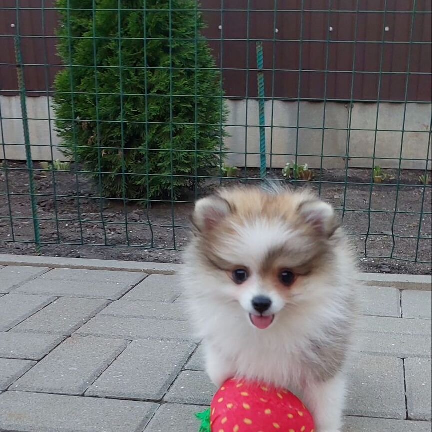 Померанский шпиц