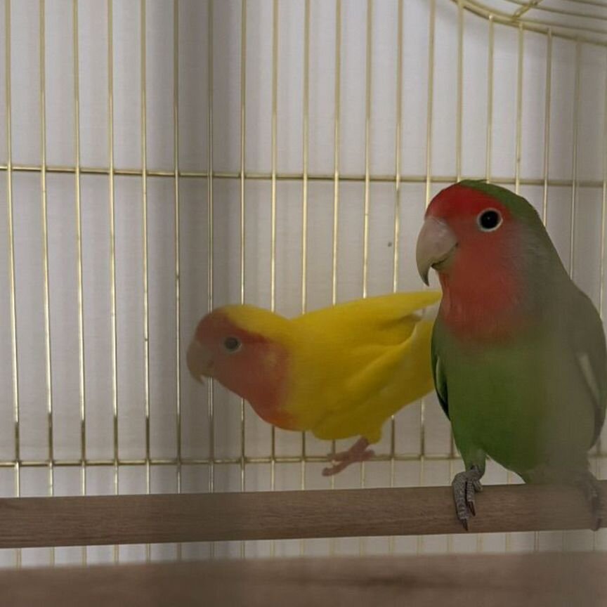 Попугай неразлучники