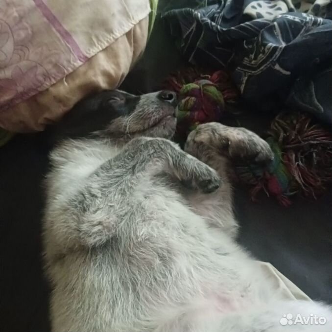 Отдам бесплатно щенка почти немца