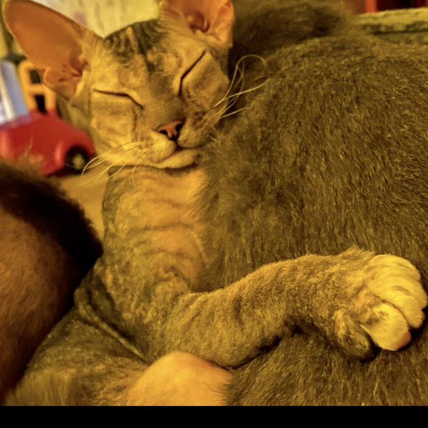 Донской сфинкс, кошка вязка