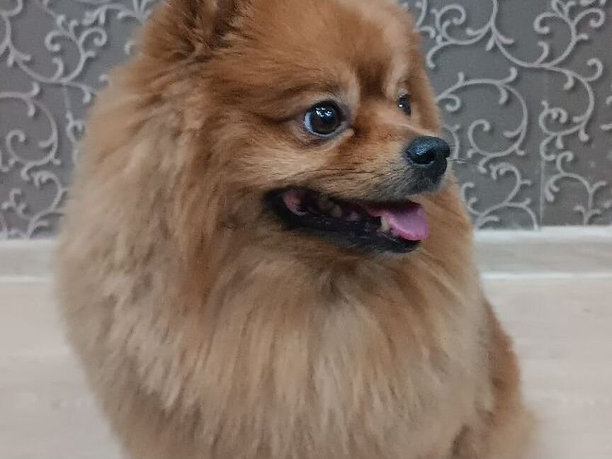 Немецкий шпиц вязка мальчик