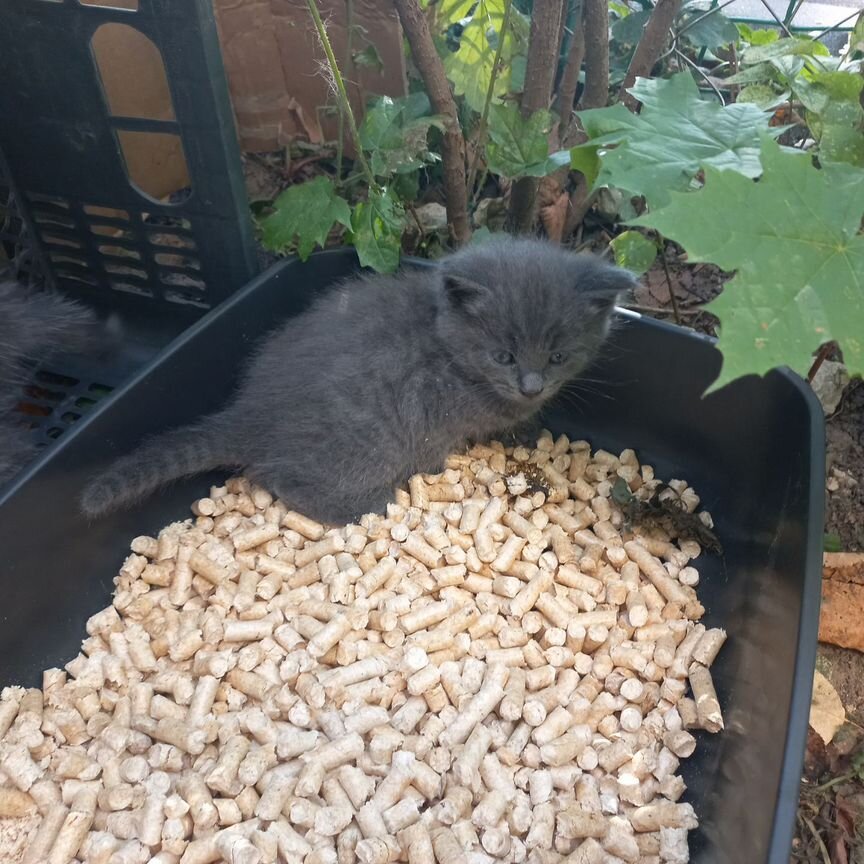 Котята в добрые руки 1 месяц