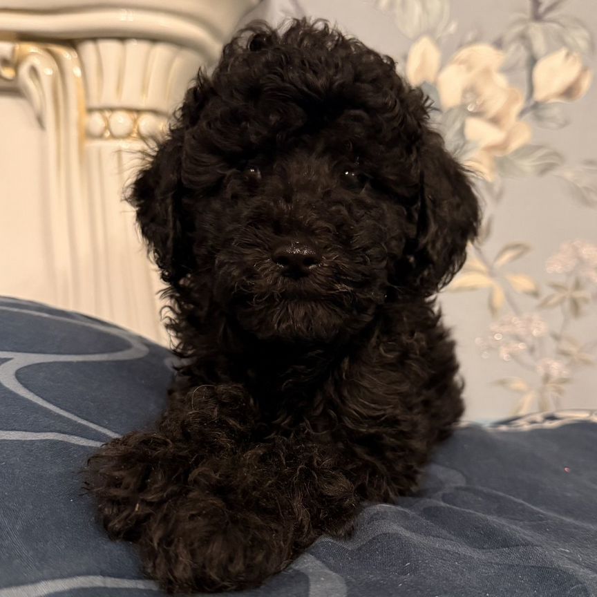 Карликовый пудель, щенок