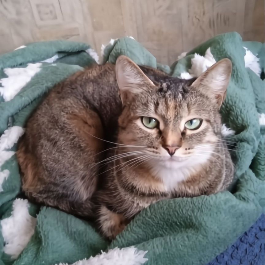 Взрослая, Девочка кошка в добрые руки