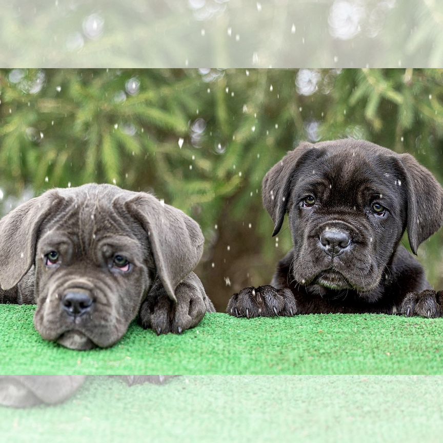 Кане-корсо, щенок