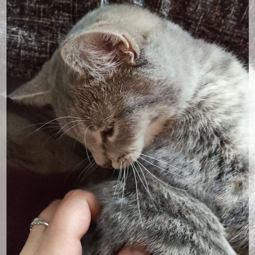 Ориентальный котёнок