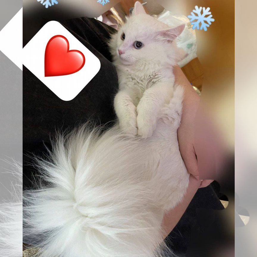 Турецкая ангора котёнок