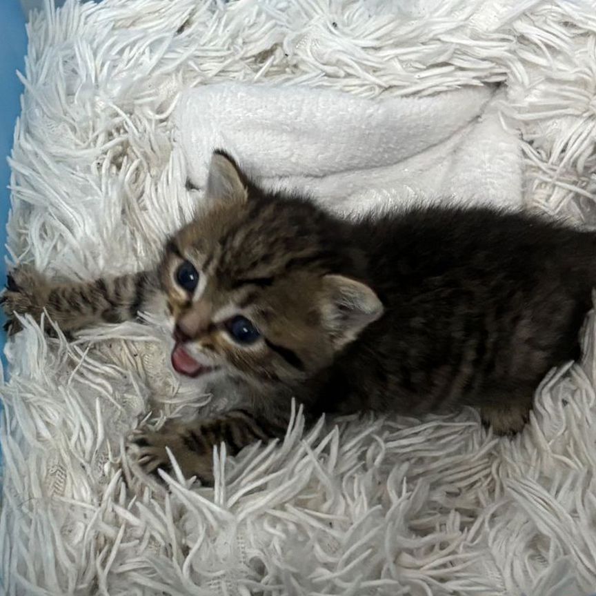 Котёнок в добрые руки