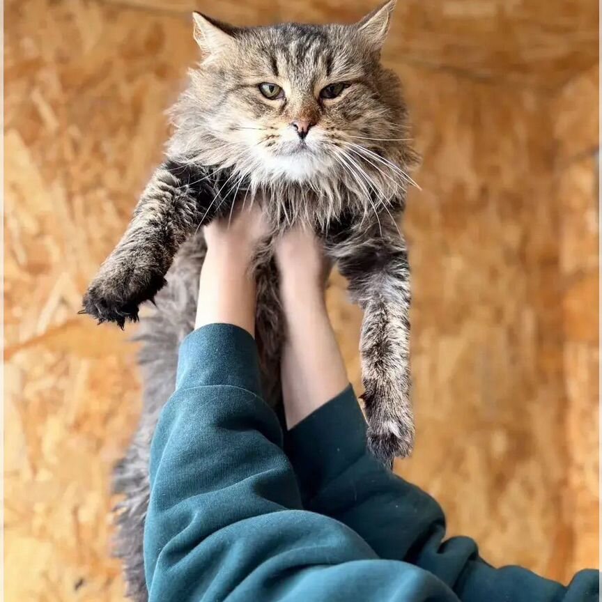Взрослый кот в добрые руки