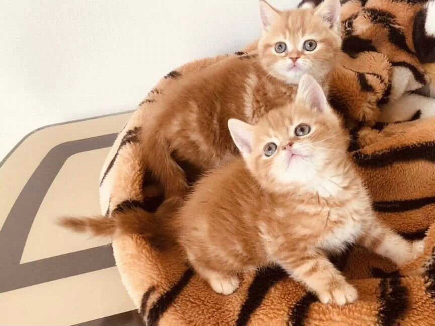 Котята