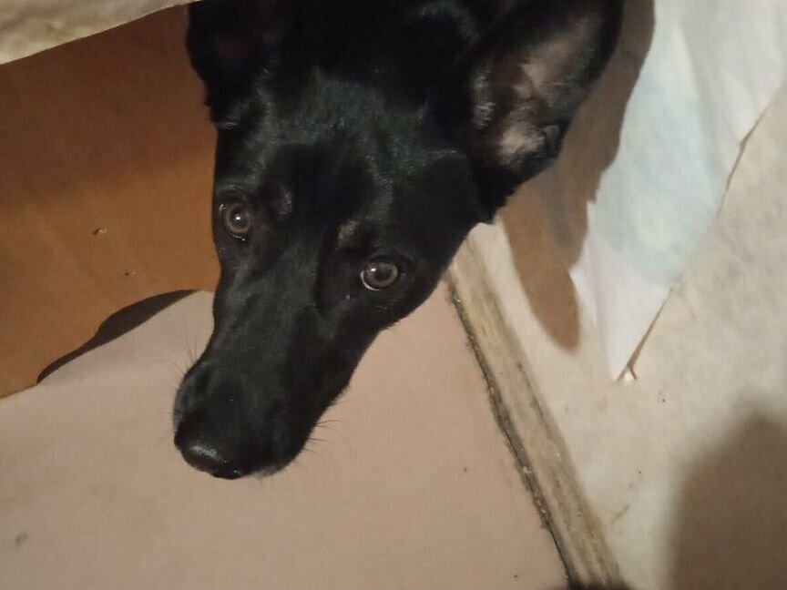 Собака в добрые руки. Порода дворняшка