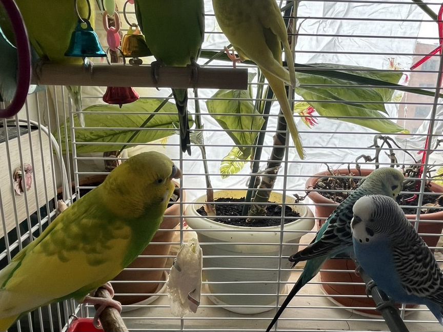 Волнистики