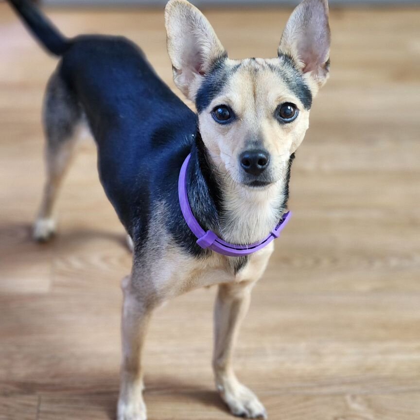 Собака в добрые руки отдам бесплатно