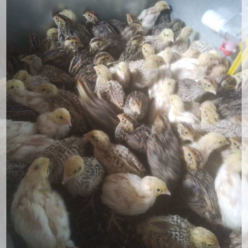 Клетки для перепелов бу