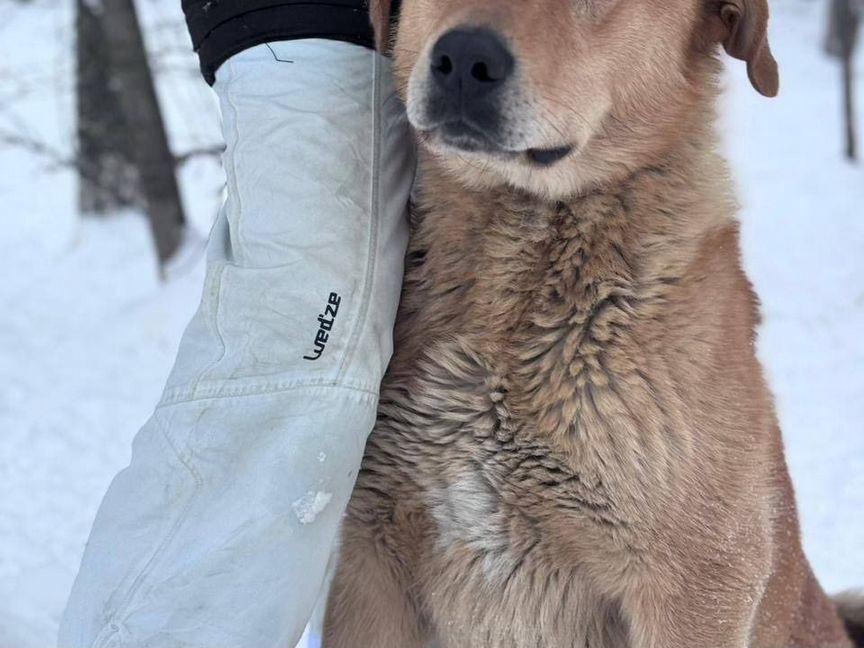 Ланселотт грустит в приюте