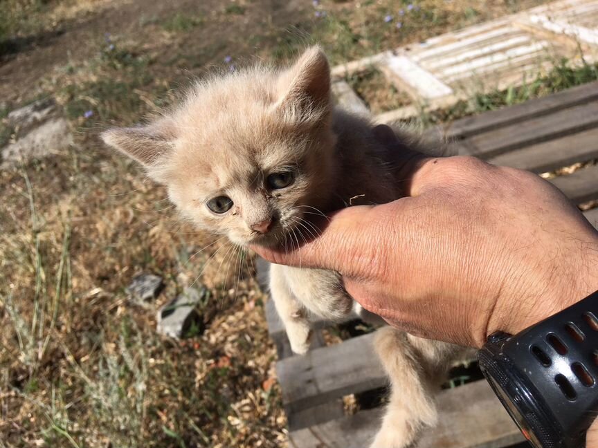 Котята серый и персиковый