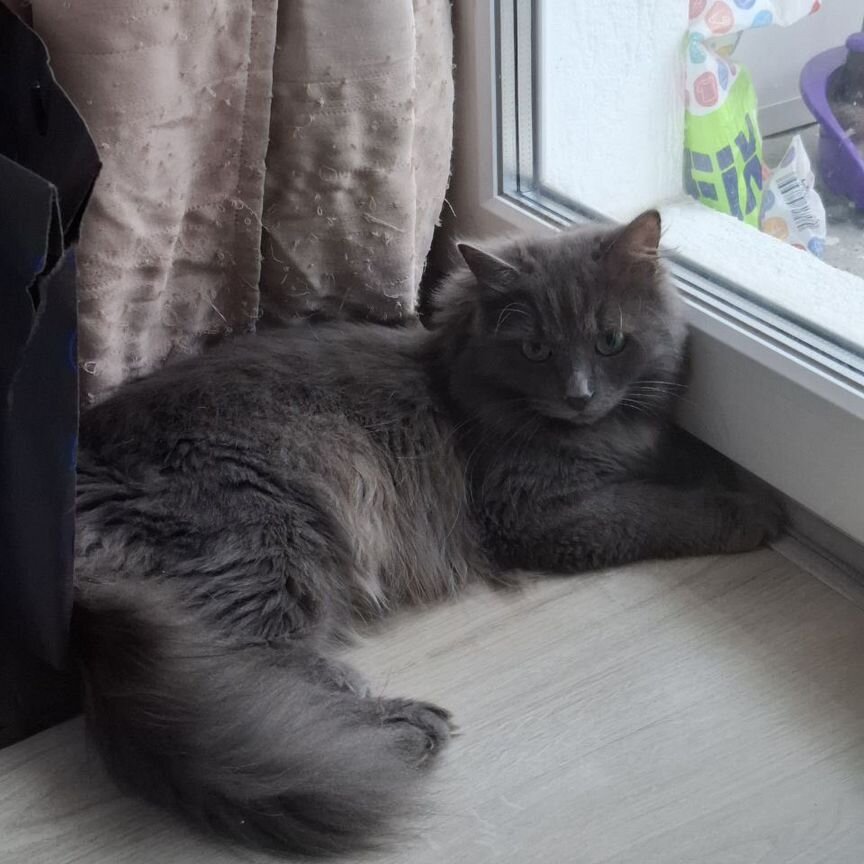 Кот в добрые руки