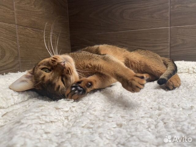 Абиссинская кошечка отдам