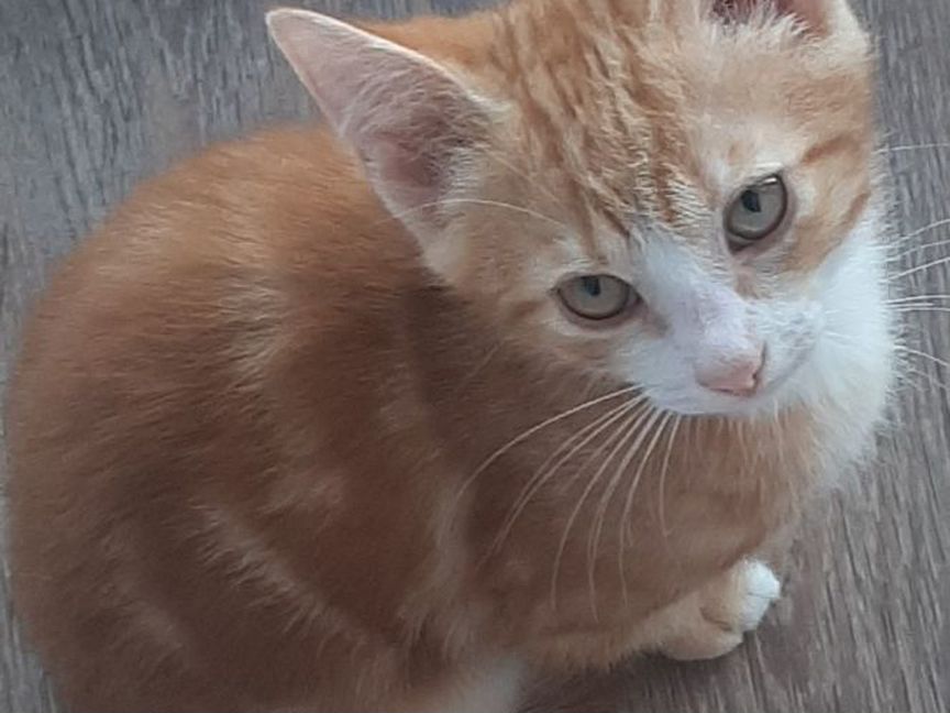 Рыжий котенок в добрые руки