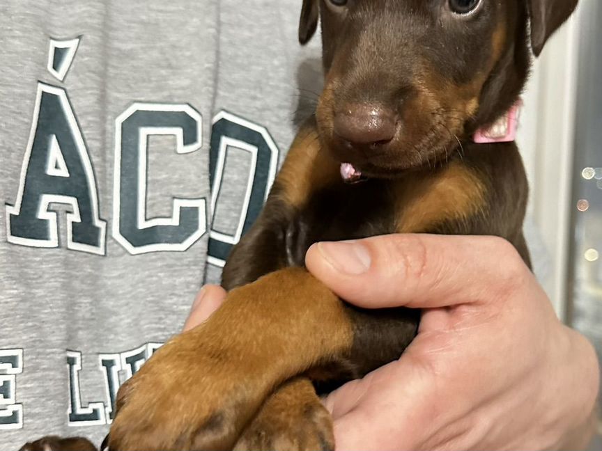 Щенки добермана