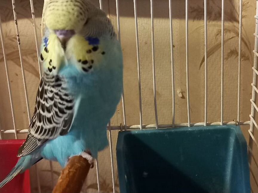 Птенцы выставочного волнистого попугая, чехи