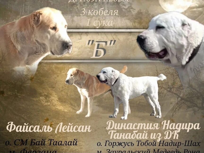 Среднеазиатская овчарка алабай щенки