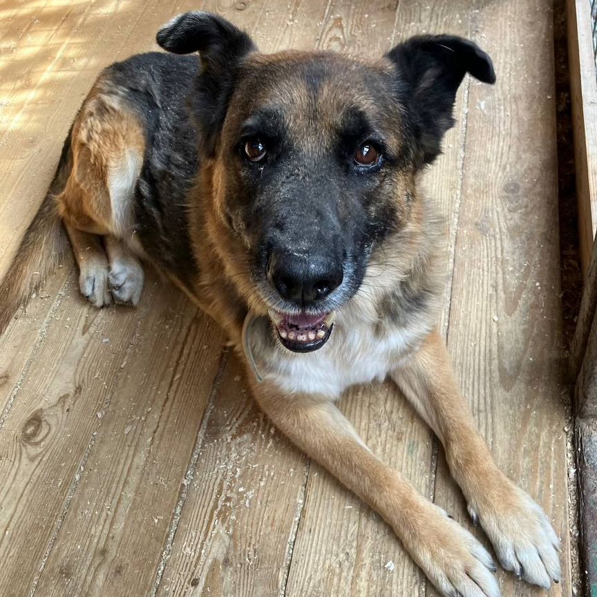 Джим будет надежным охранником и другом