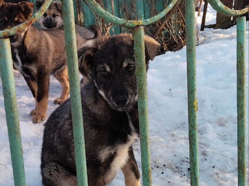 Щенок в добрые руки