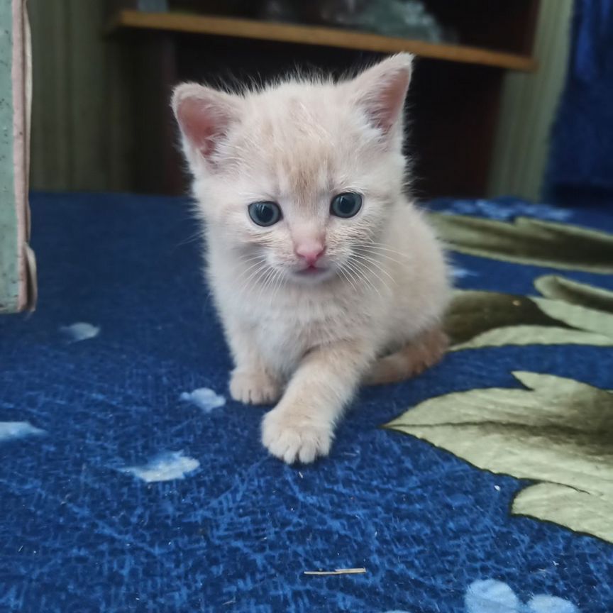 Персиковые котята