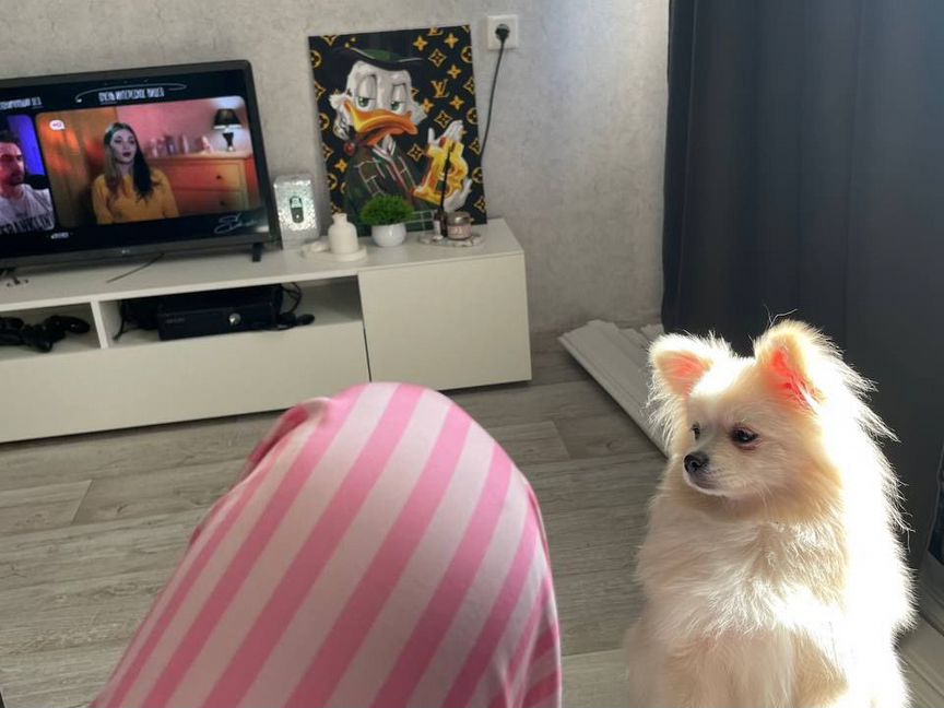 Собака померанский шпиц