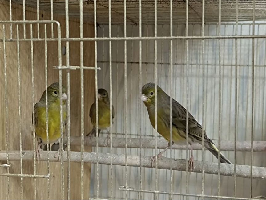 Кенара и канарейки