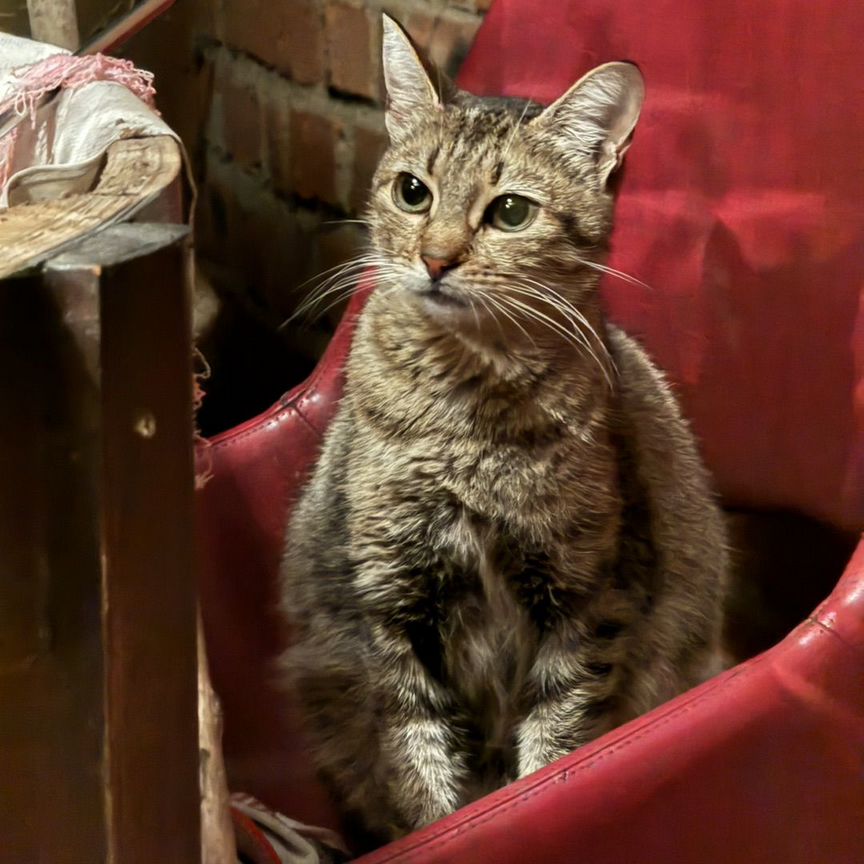 Кошка истра