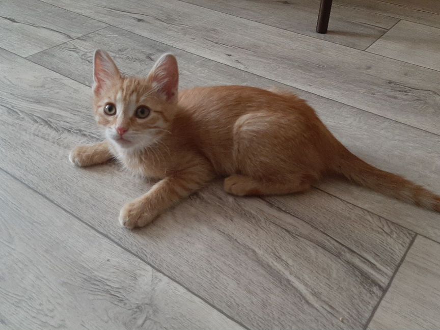 Солнечные котятки в добрые руки