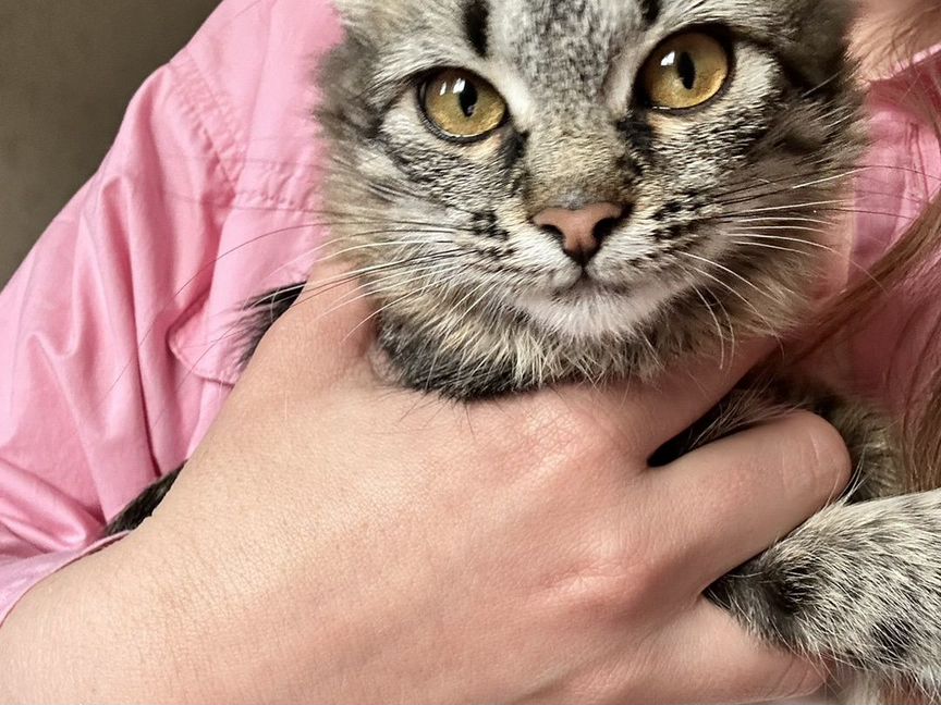 Котенок-девочка Кики в добрые руки