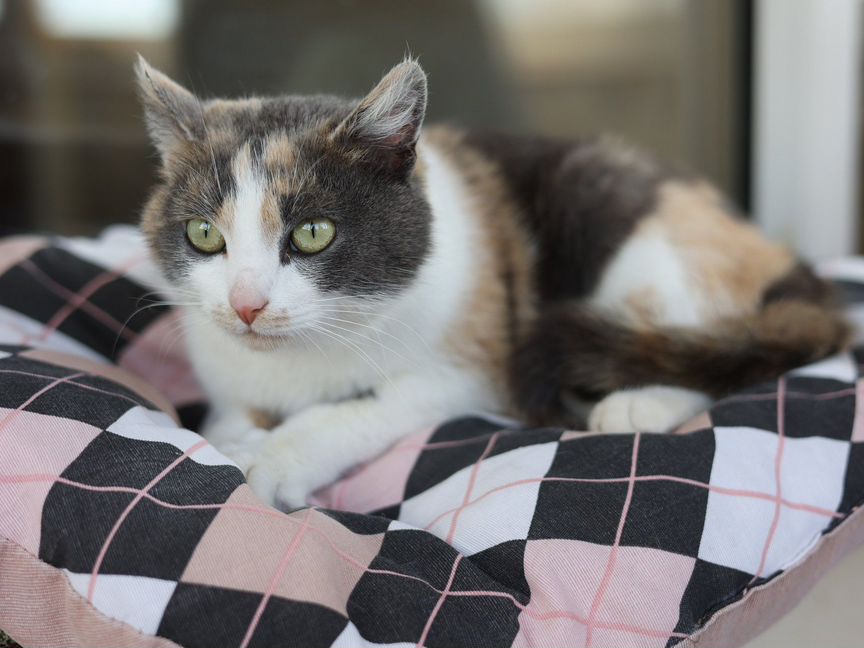 Кошки в добрые руки бесплатно