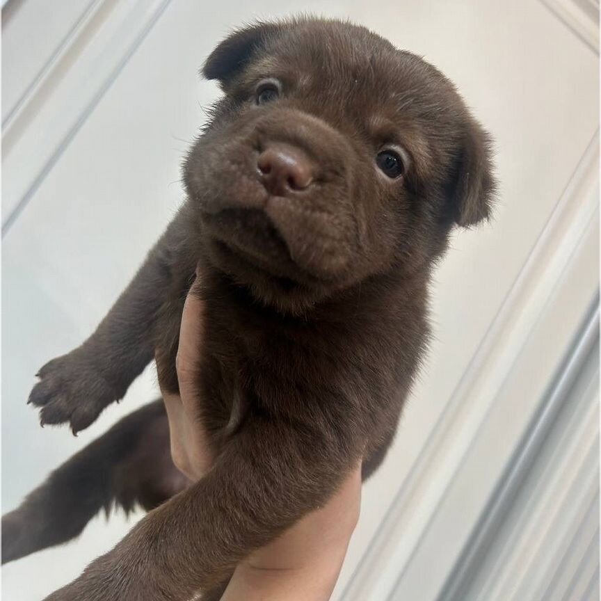 Щенки шарпея