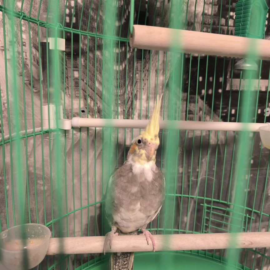 Попугай корелла с клеткой
