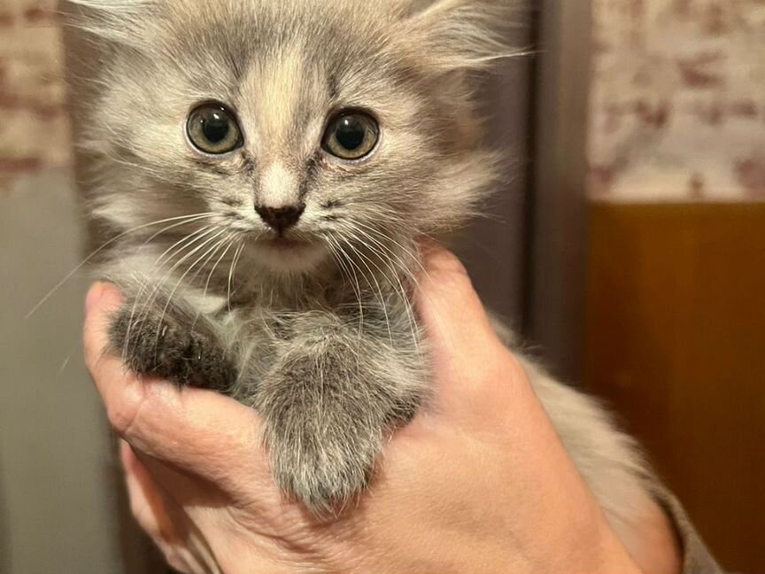 Кошка