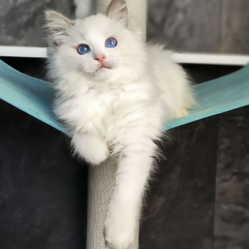 Рэгдолл котёнок