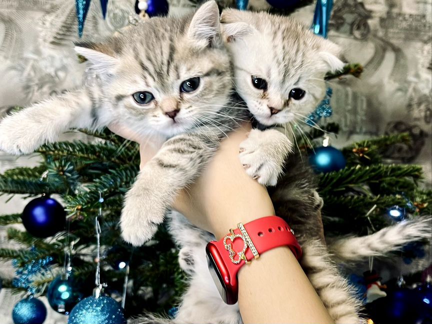 Шотландские вислоухие котята
