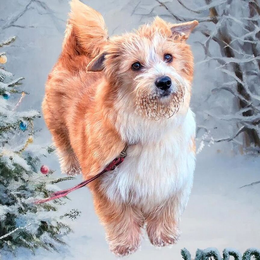 Щенок от частного владельца