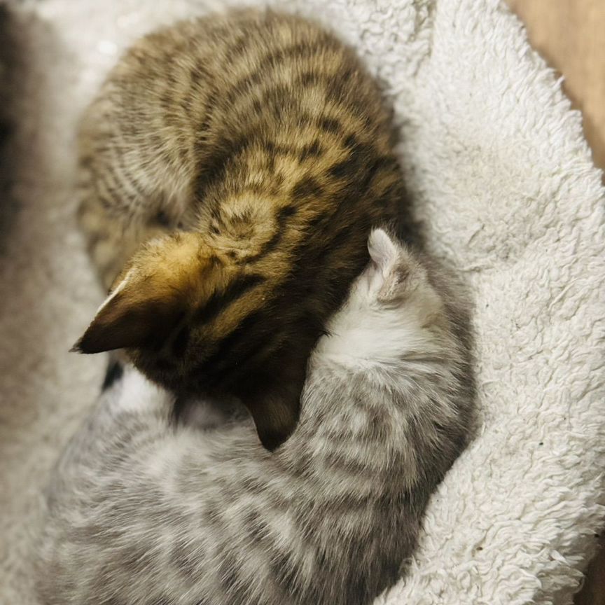 Бенгальские котята