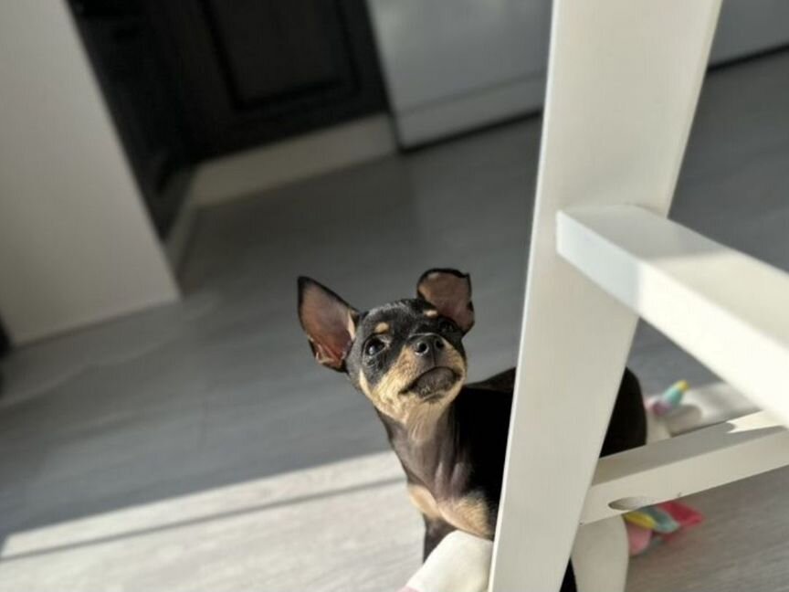 Той-терьер щенок