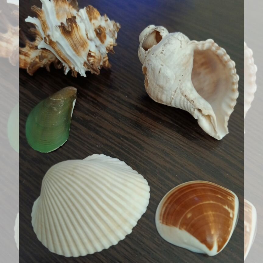 Морские ракушки с разных морей и океана
