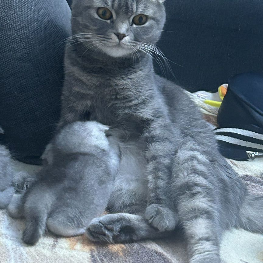 Шотландская