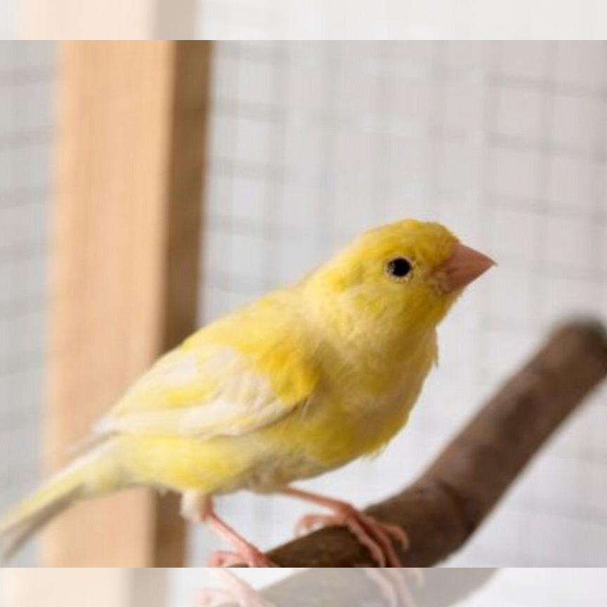 Канар и канарейка роллер