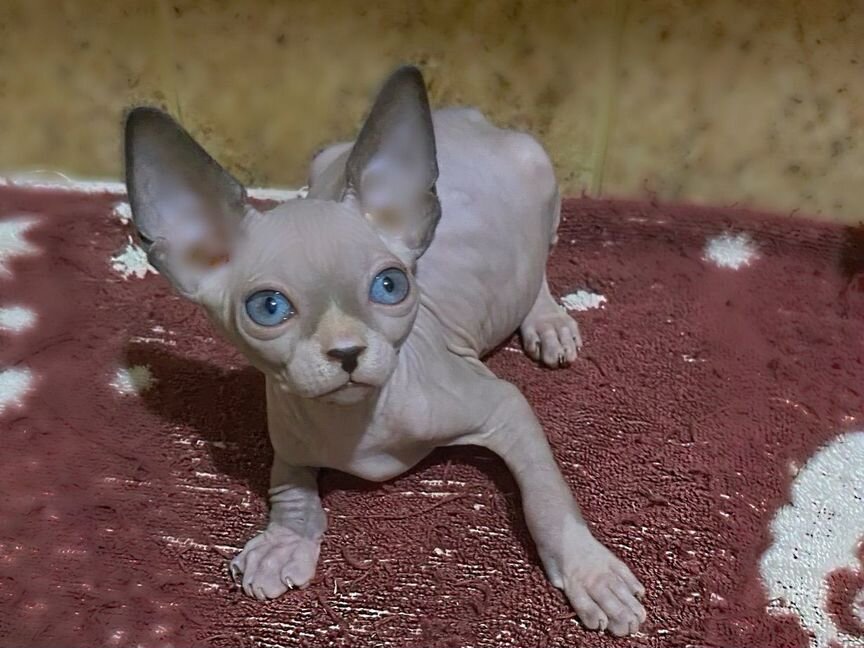 Канадский сфинкс Синеглазый принц