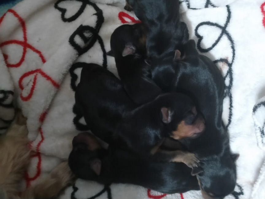 Йоркширский терьер щенки